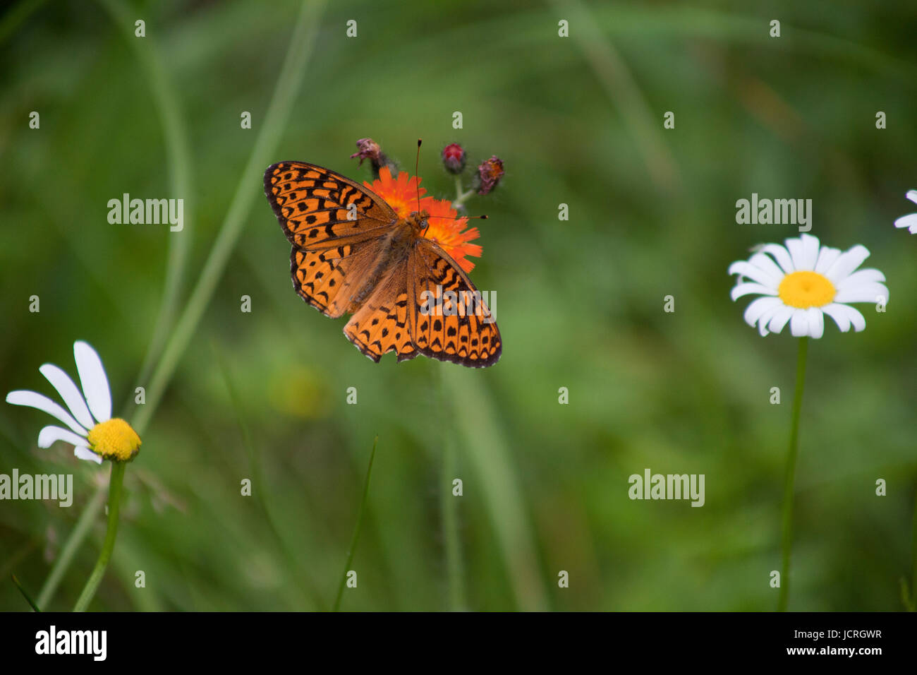 Beautiful orange butterfly (great spangled fritillary) on orange ...