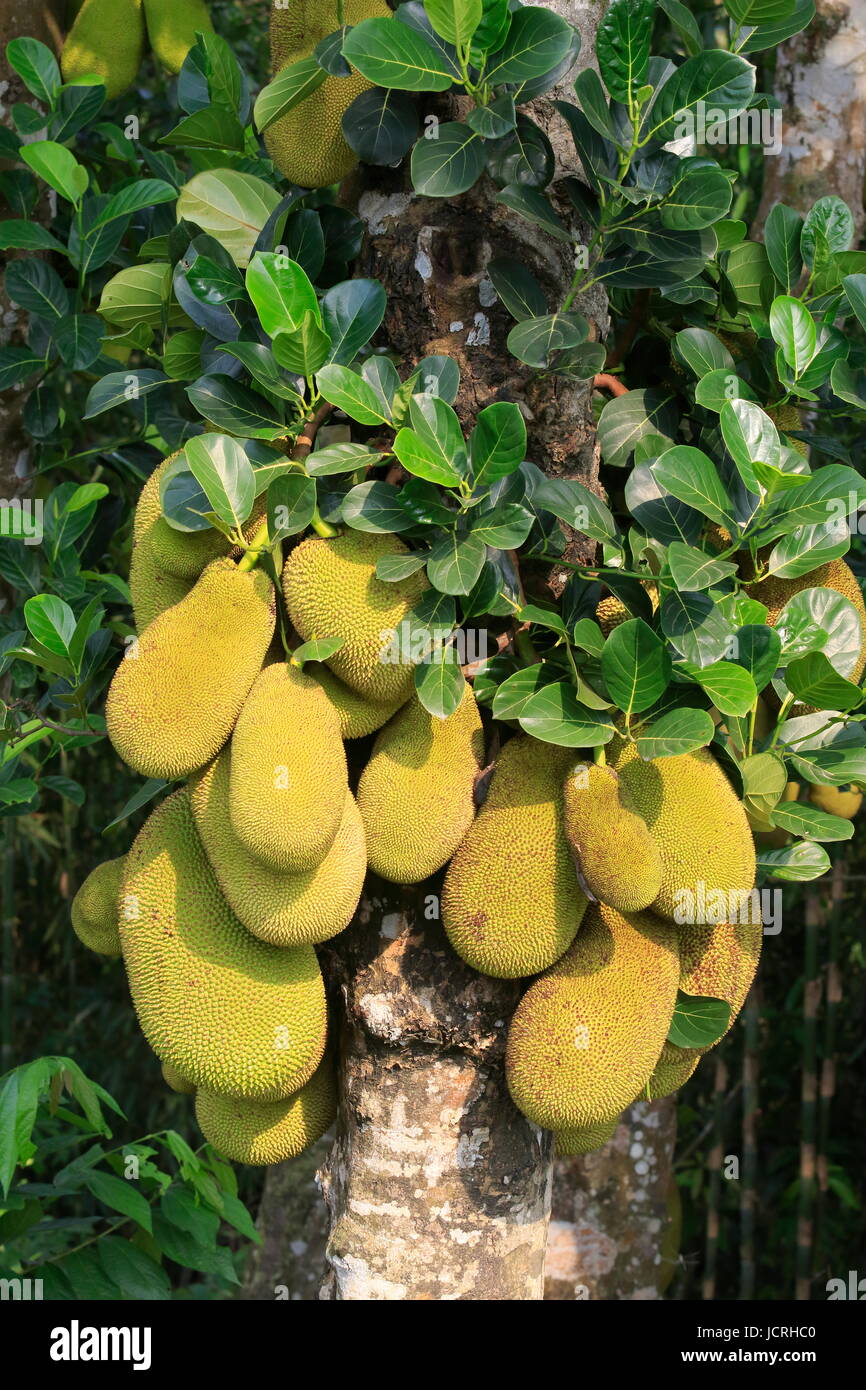 Jackfruit locally called Kathal. It is a national fruit of Bangladesh ...
