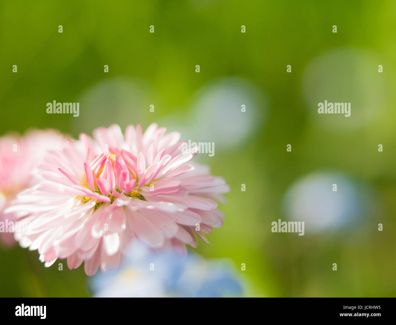 beautiful pink flowers in the garden with spring bokeh background Stock ...