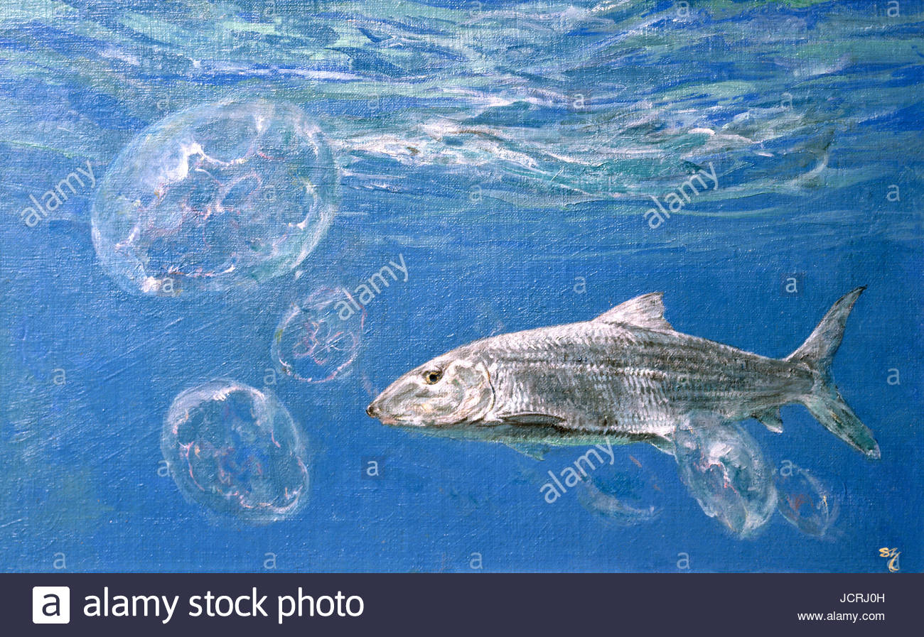 A single bonefish glides among jellyfish in the blue water tropics of ...
