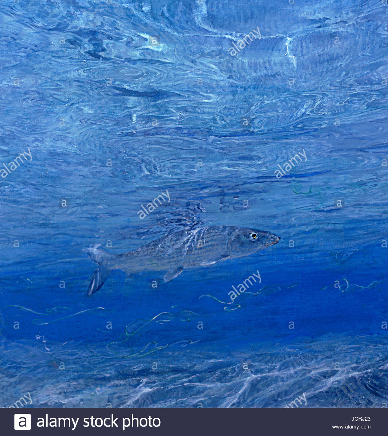 A single bonefish inspects a prospective meal of polychaete worms in ...