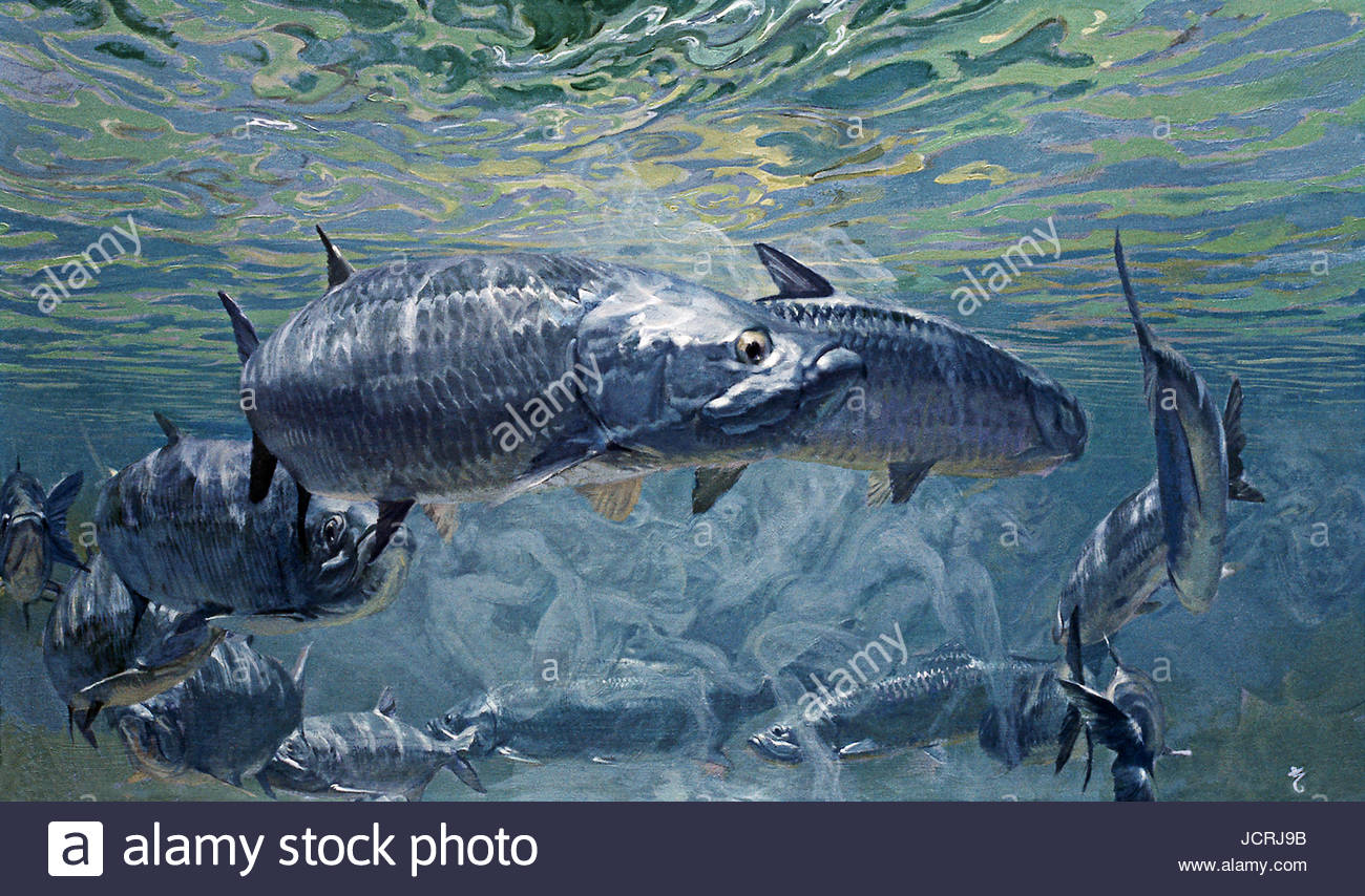 Giant tarpon in the midst of their mating ritual Stock Photo - Alamy