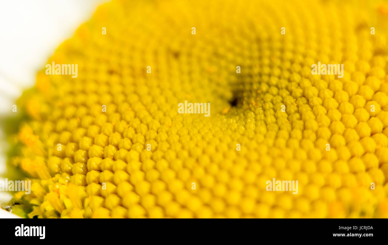 The center of a daisy flower is a matrix of yellow stamens. Macro ...