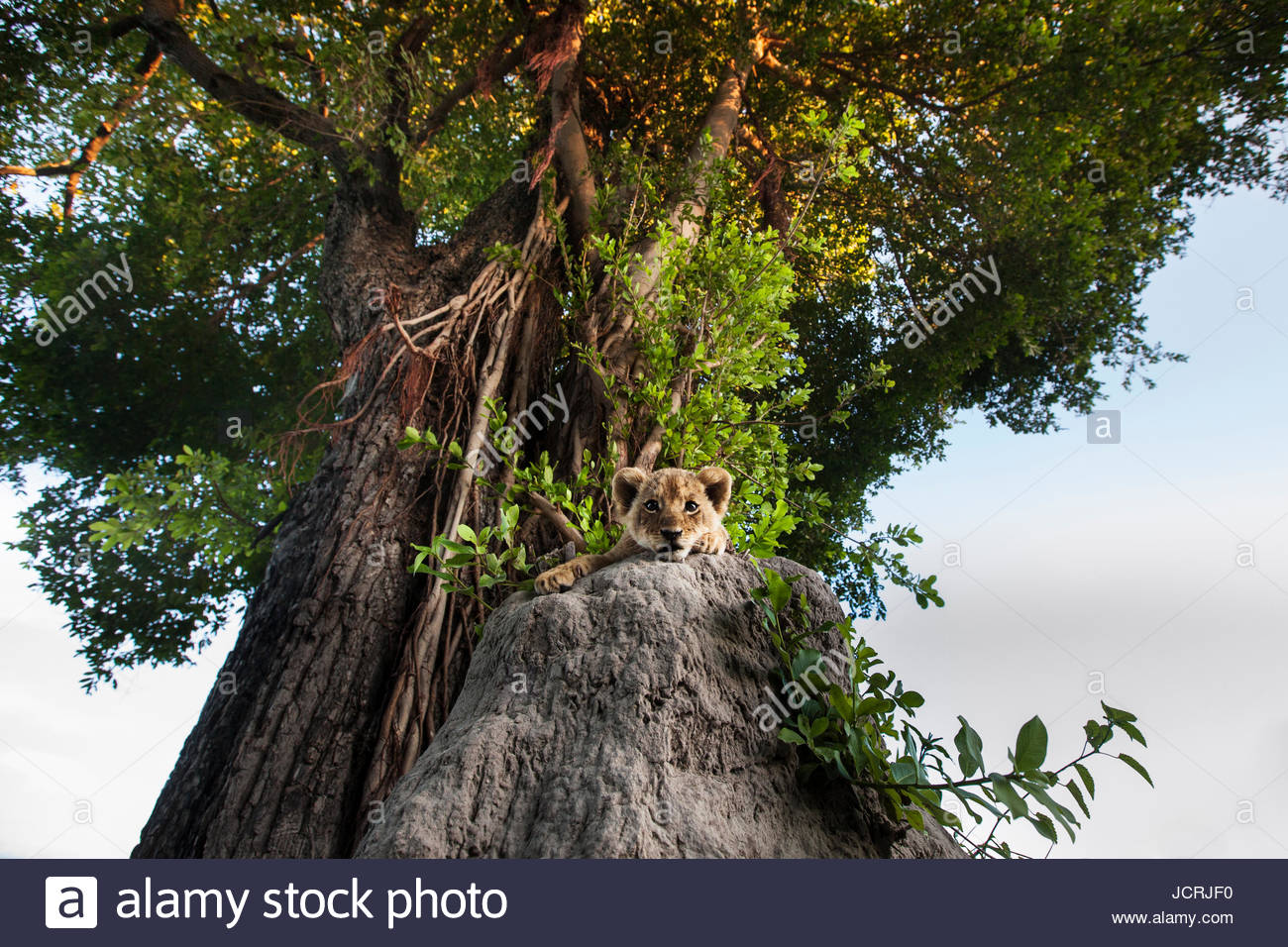 Lion Under Tree High Resolution Stock Photography and Images - Alamy