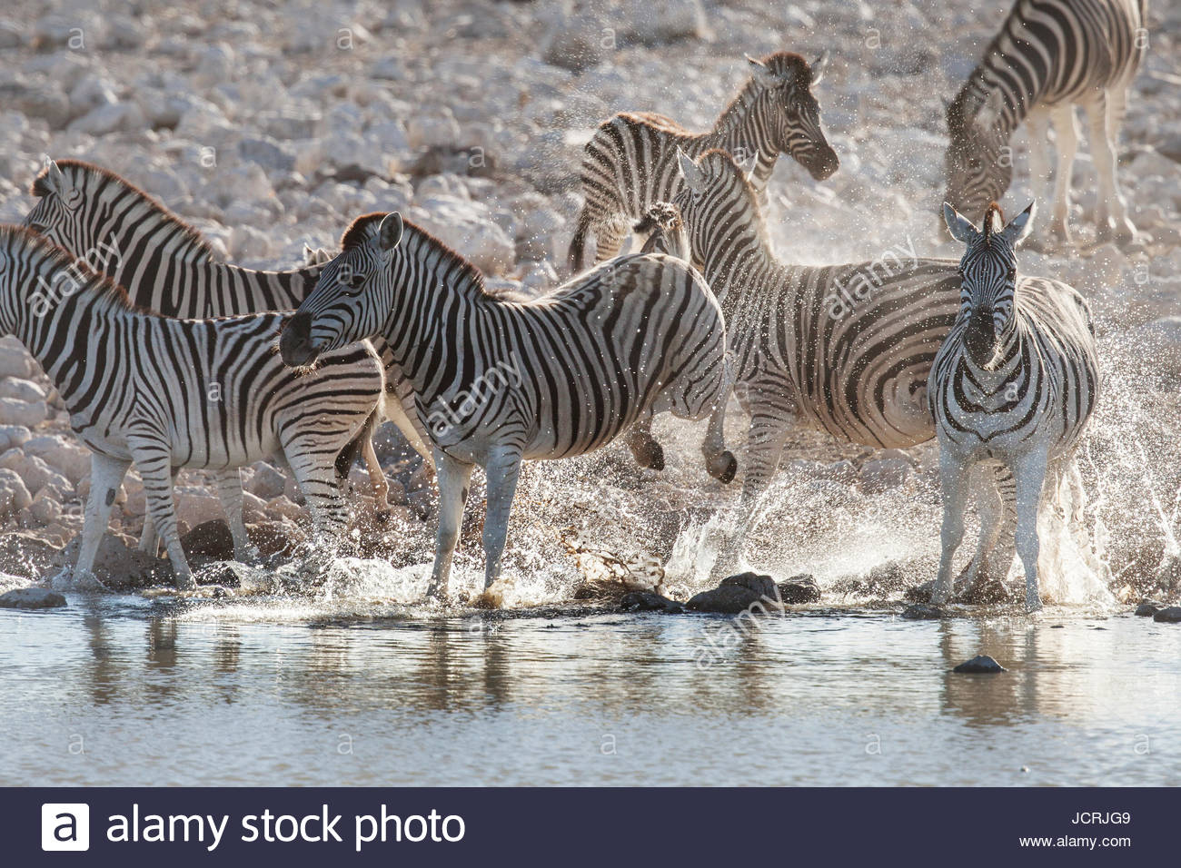 Hind Legs Stock Photos & Hind Legs Stock Images - Alamy
