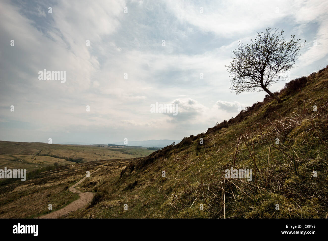 Single tree and path in scottish highlands Stock Photo - Alamy