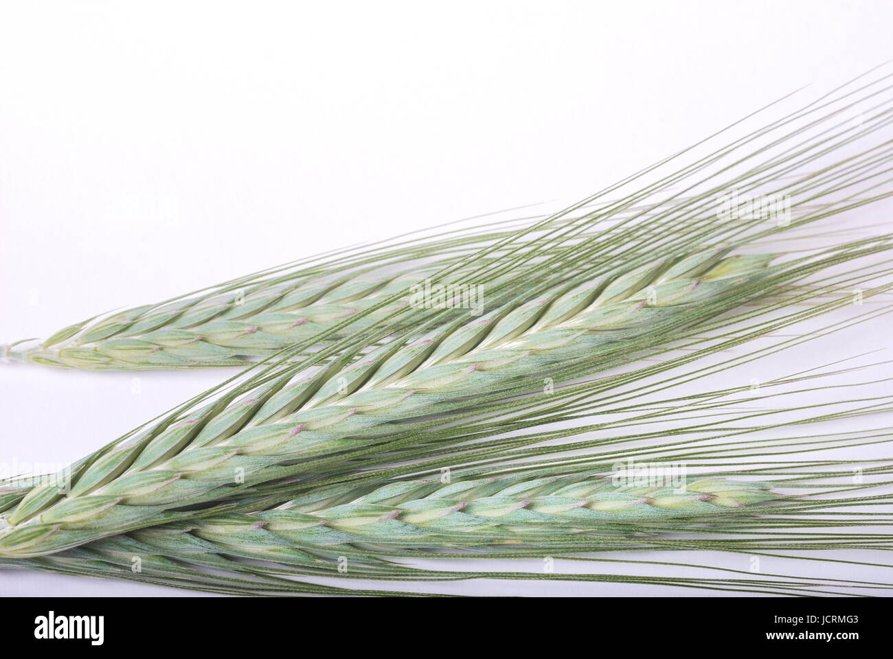 A field of barley Stock Photo - Alamy