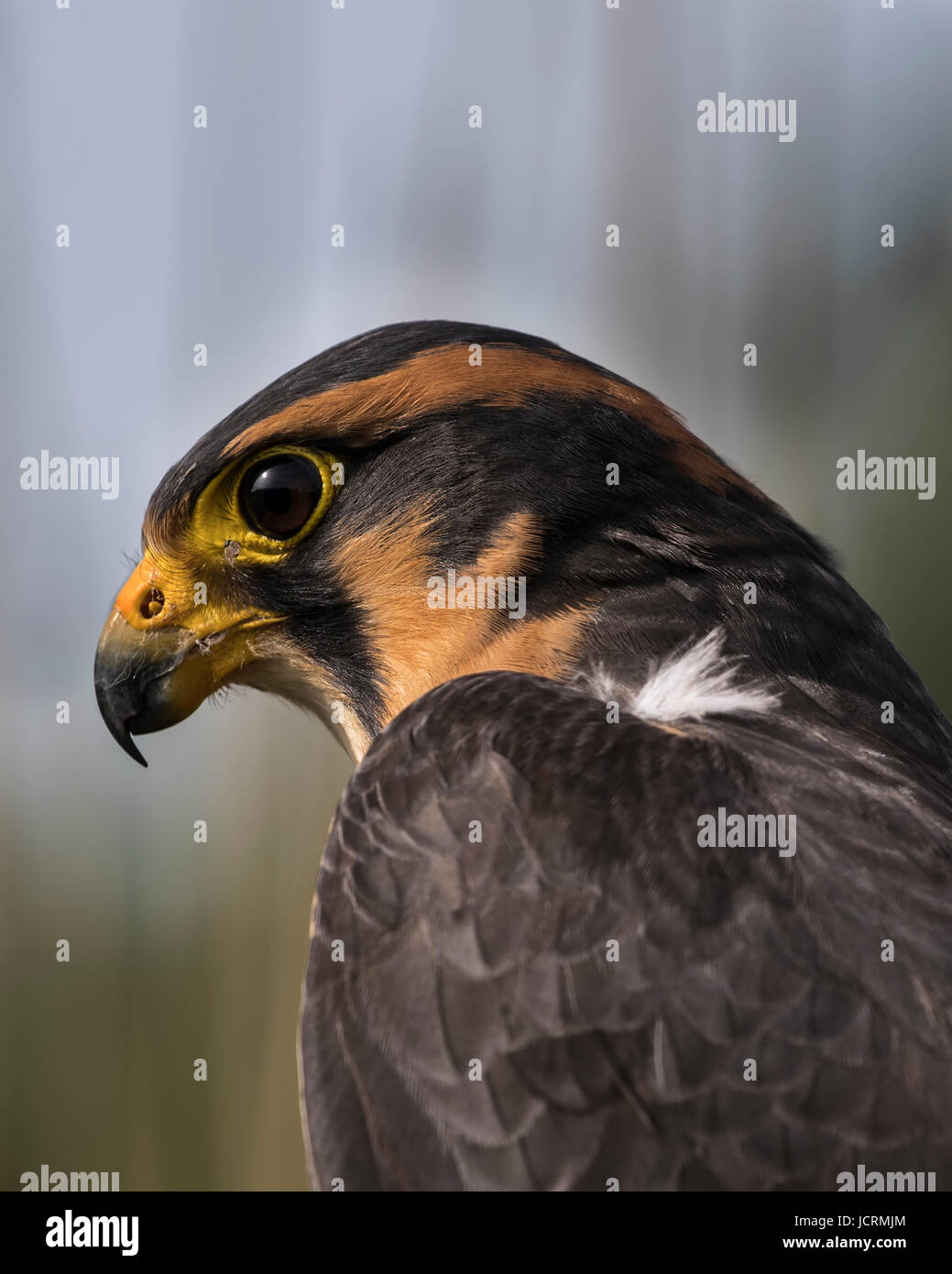 Applomado falcon hi-res stock photography and images - Alamy