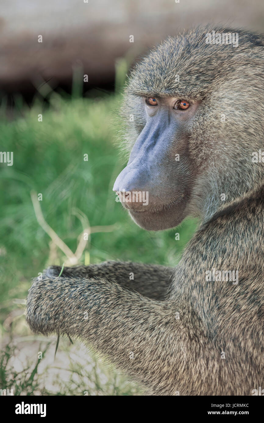 Olives baboon hi-res stock photography and images - Alamy