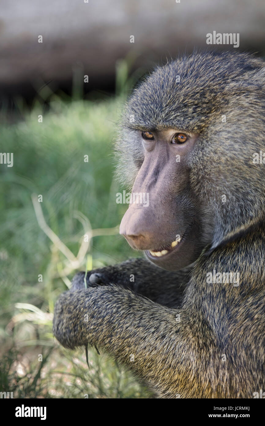 Hairy baboons hi-res stock photography and images - Alamy