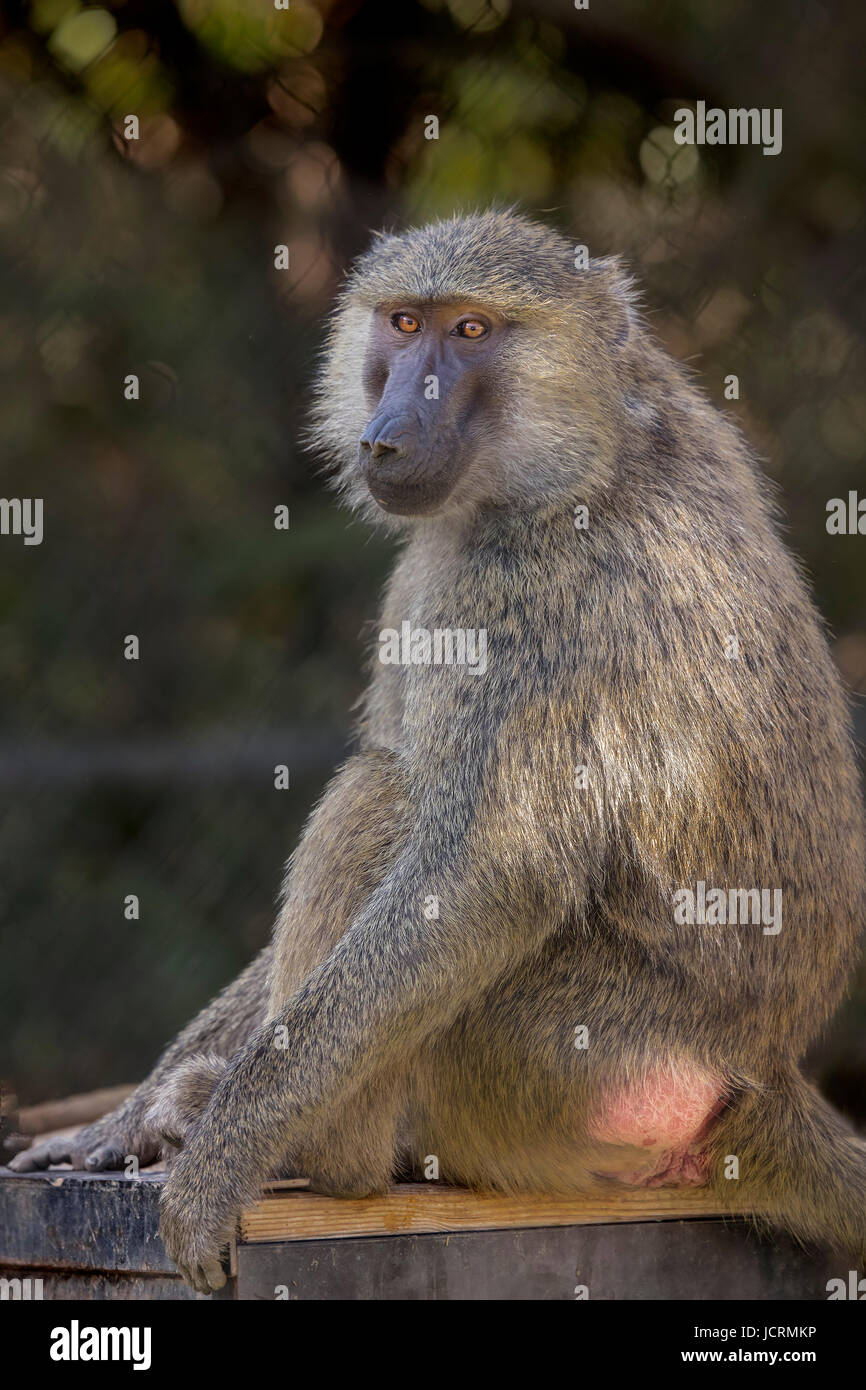 Olives baboon hi-res stock photography and images - Alamy