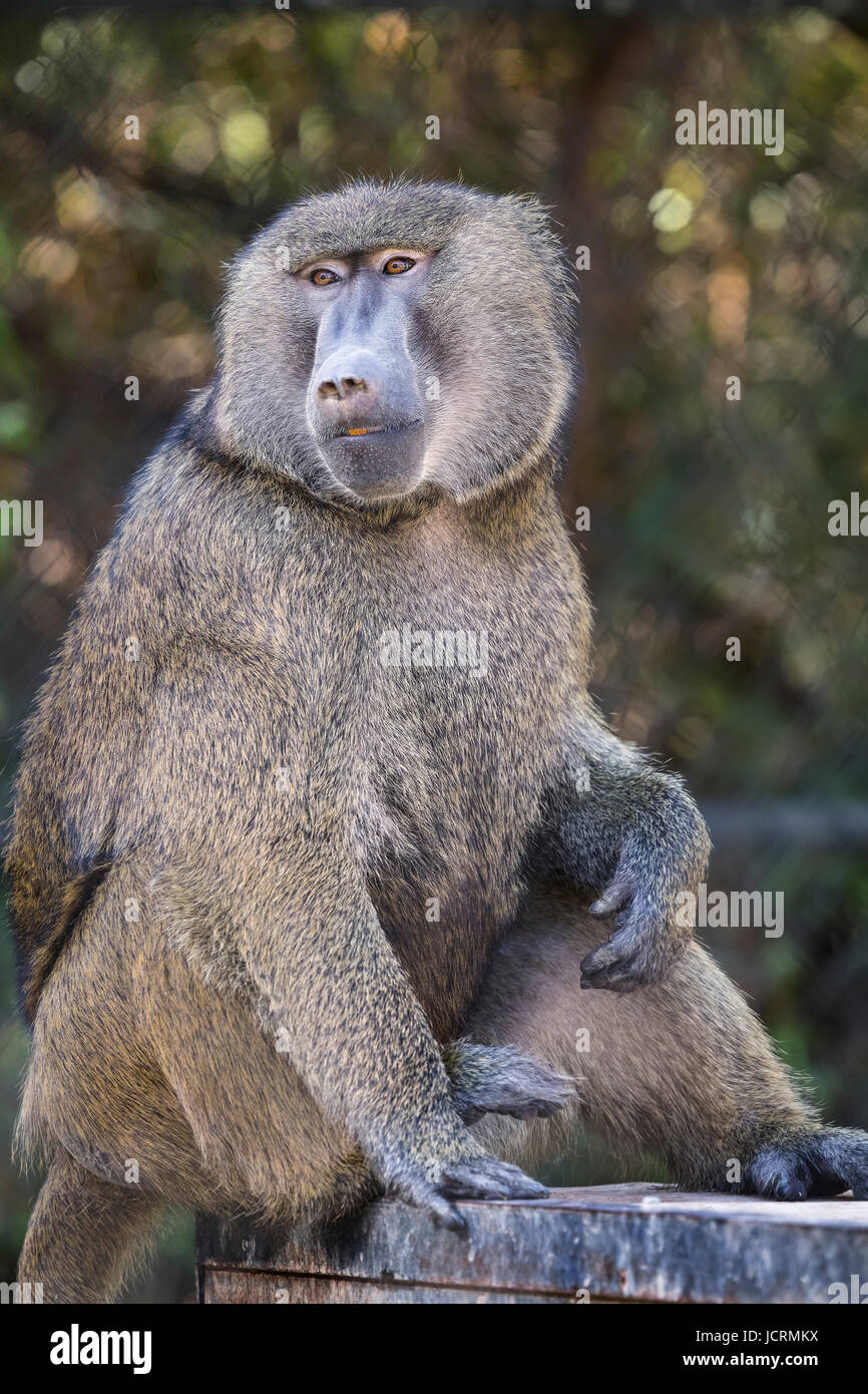 Olives baboon hi-res stock photography and images - Alamy