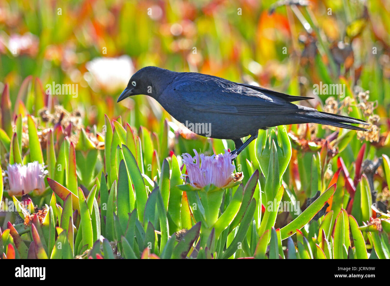 Brewers Blackbird and the ICE Lilly Stock Photo - Alamy