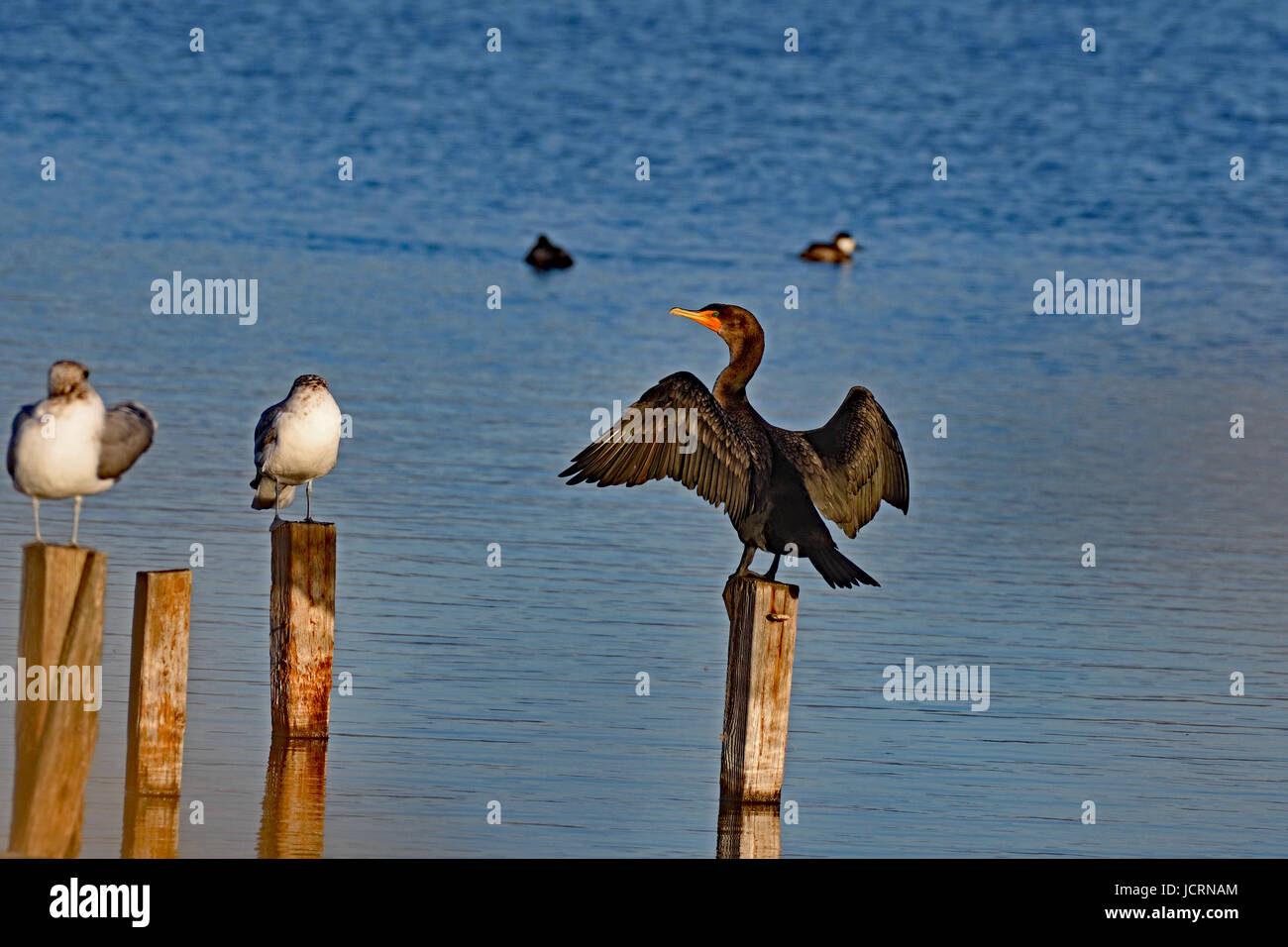 Double Crested Cormorant drying wings Stock Photo - Alamy