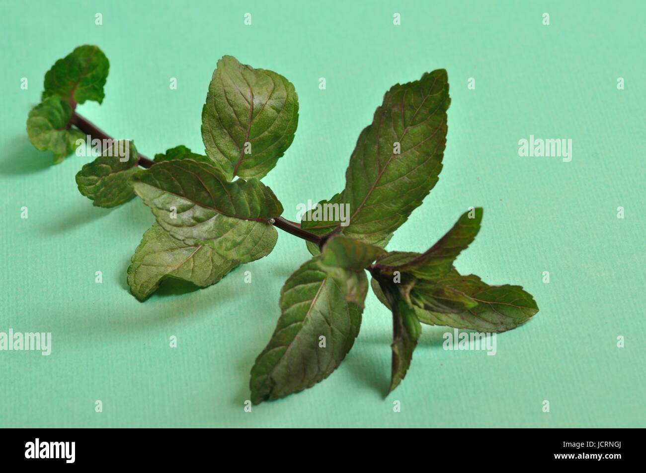 Pepper mint leaves Stock Photo - Alamy