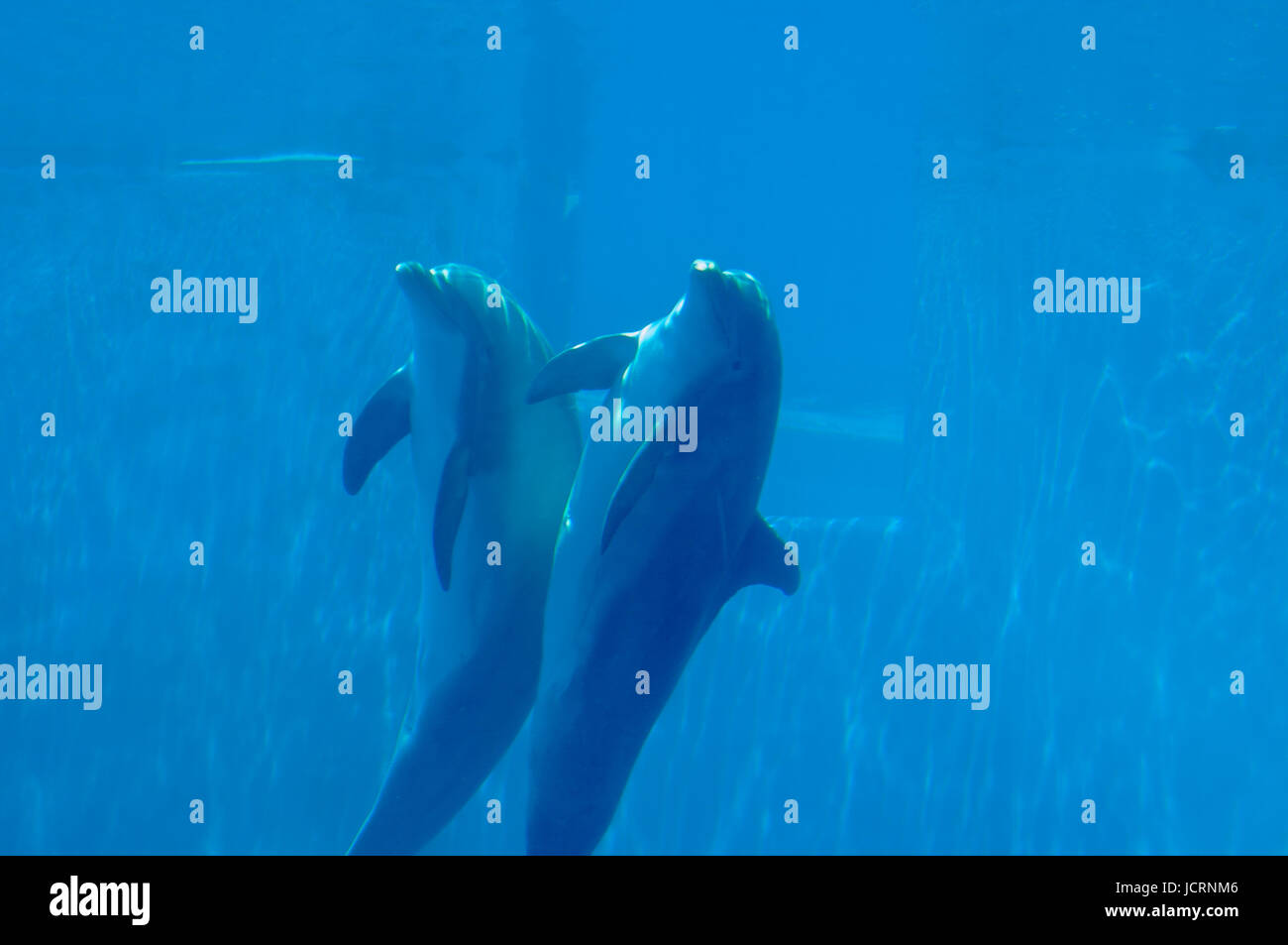 beautiful and lovely dolphins in swimming pool Stock Photo - Alamy