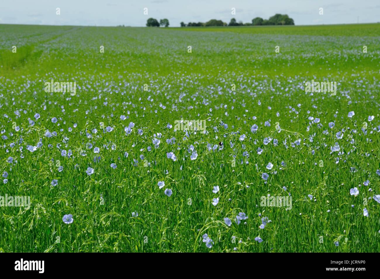 Flowering flax field Stock Photo - Alamy