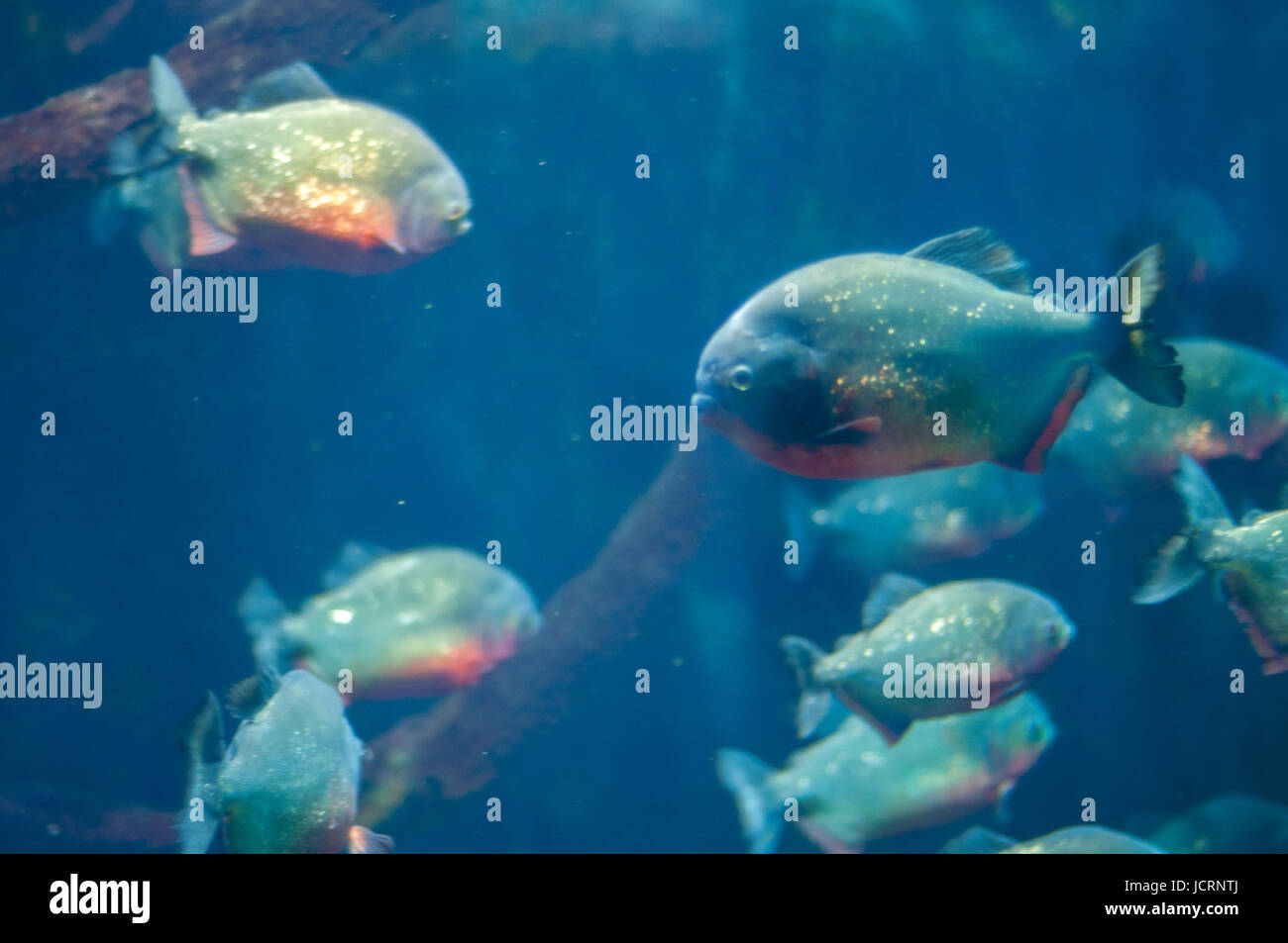 Piranhas hi-res stock photography and images - Alamy