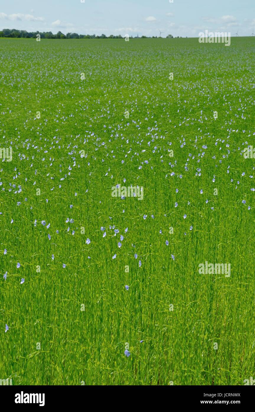 Flowering flax field Stock Photo - Alamy