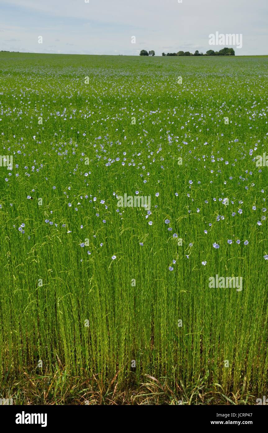 Flowering flax field Stock Photo - Alamy