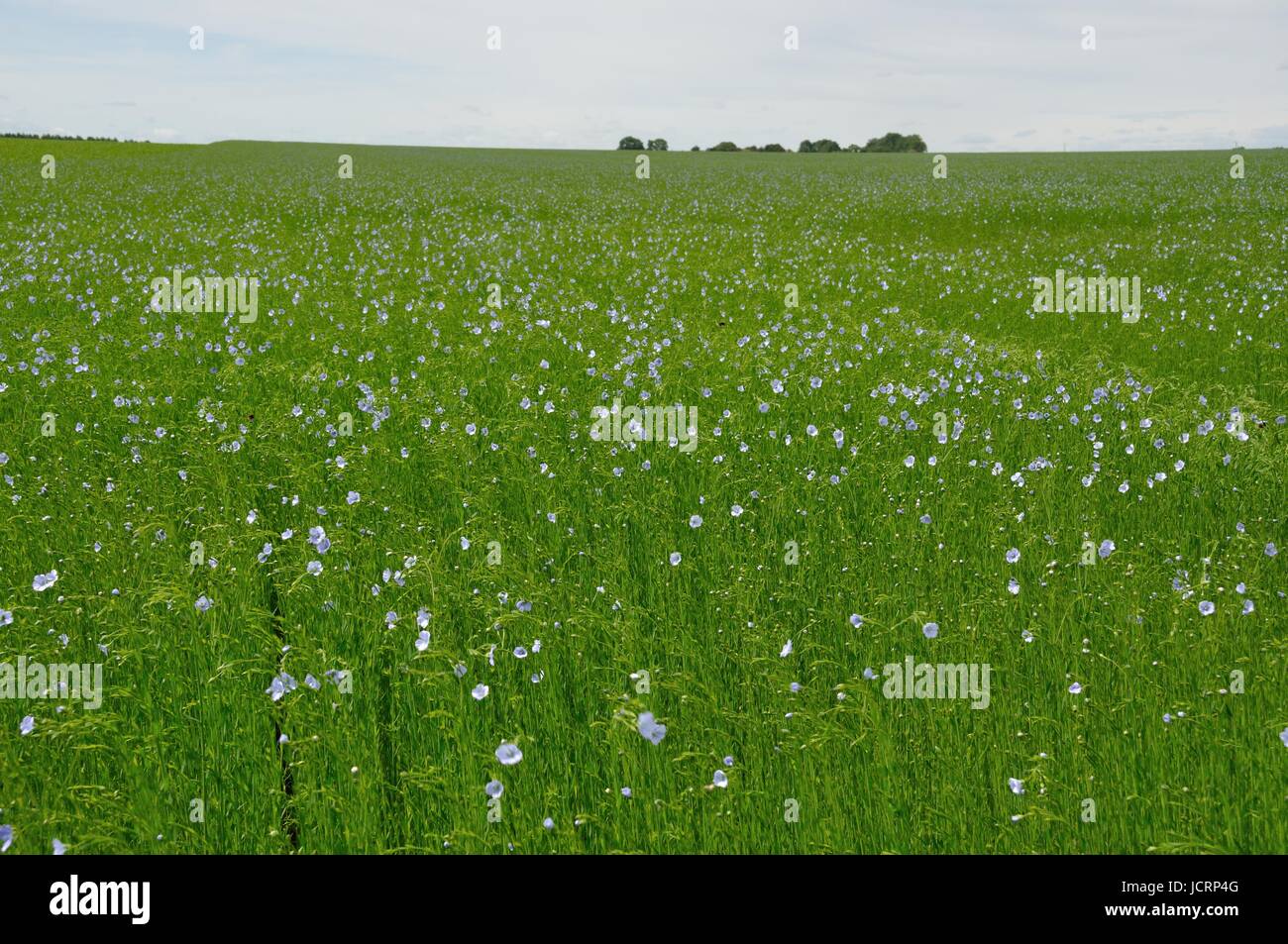 Flowering flax field Stock Photo - Alamy
