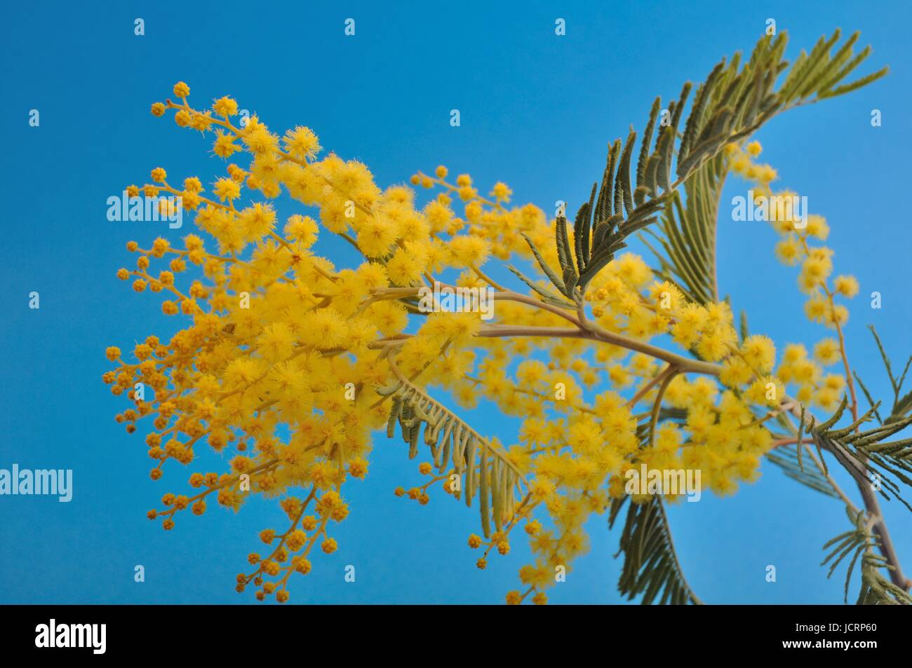 mimosa flowers studio shot Stock Photo - Alamy