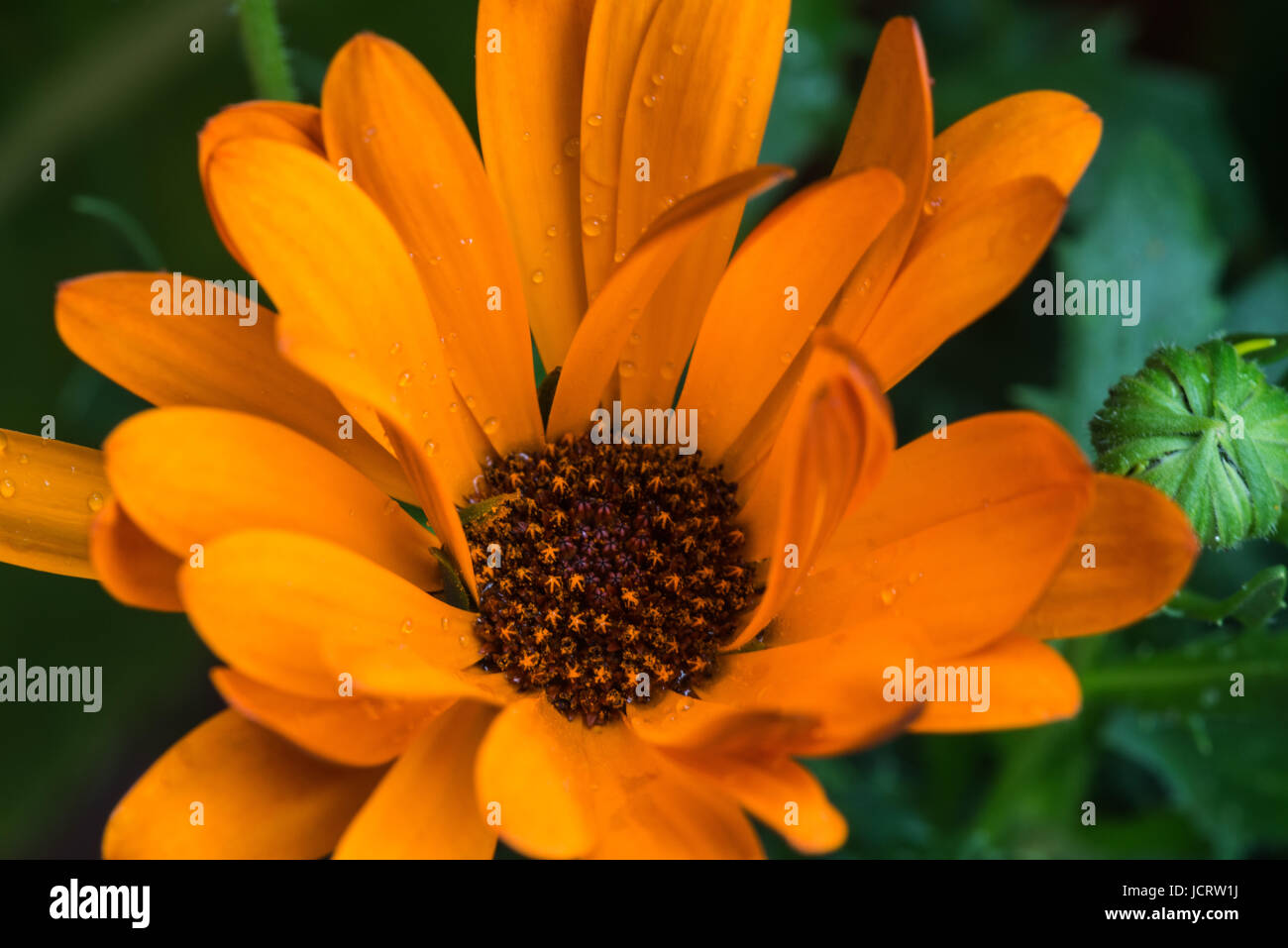 A close-up of the bright orange daisy flower of the summer perennial ...