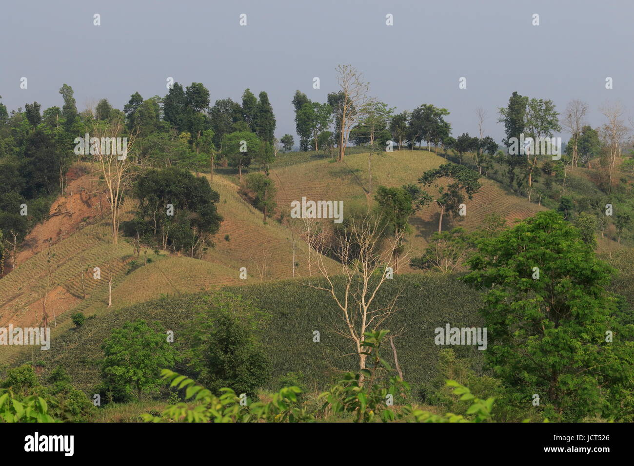 Jhum Cultivation High Resolution Stock Photography and Images - Alamy