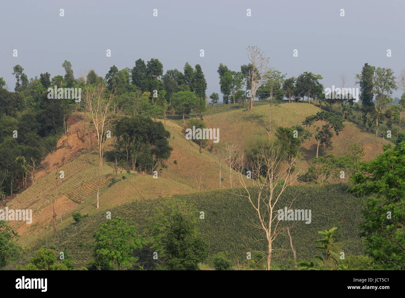 Jhum cultivation hi-res stock photography and images - Alamy