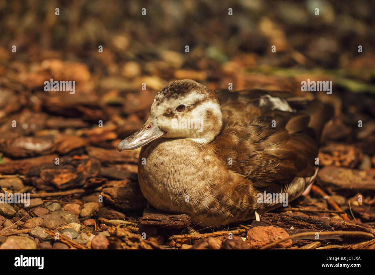 Small duck hi-res stock photography and images - Alamy