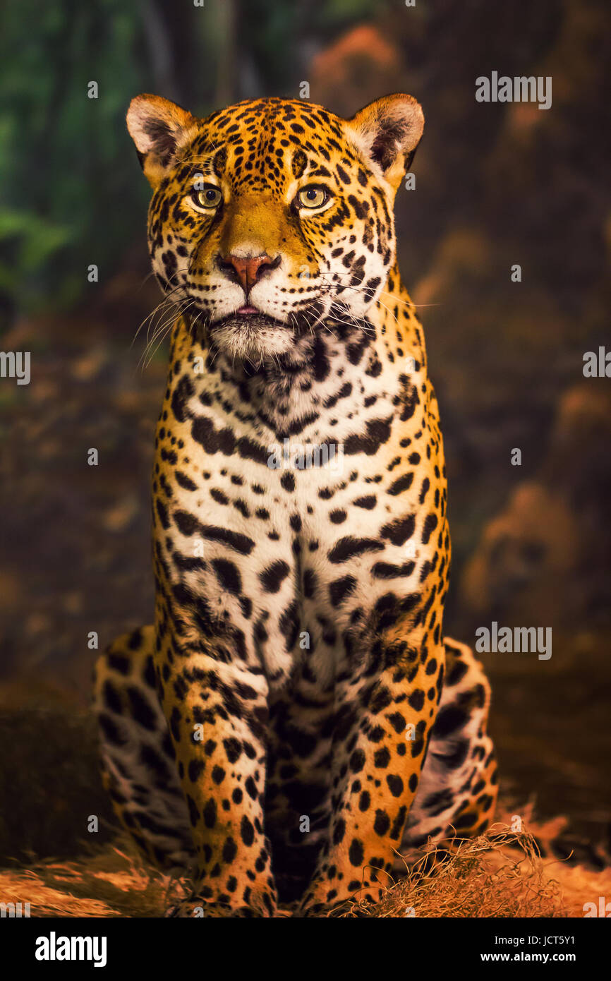 Jaguar sitting hi-res stock photography and images - Alamy