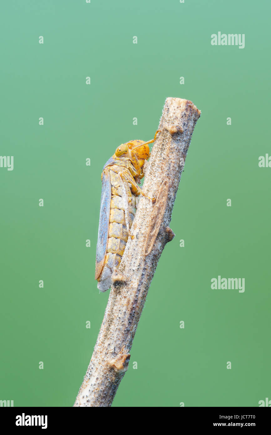 A Broad-headed Sharpshooter (Oncometopia orbona) perches on the end of ...