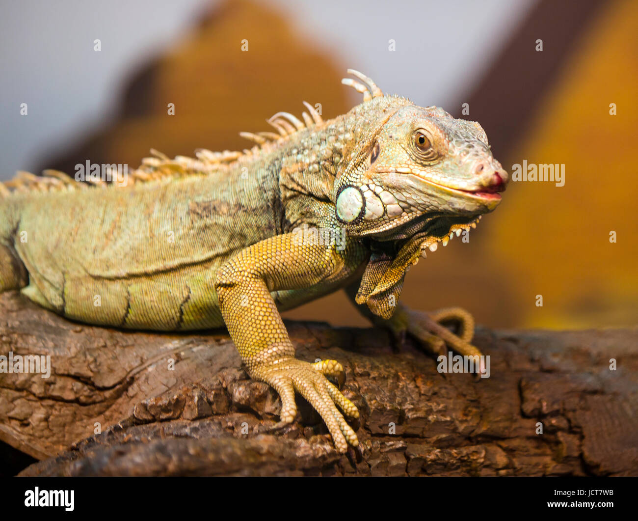 Live wild reptiles lizards shot close-up in nature Stock Photo - Alamy
