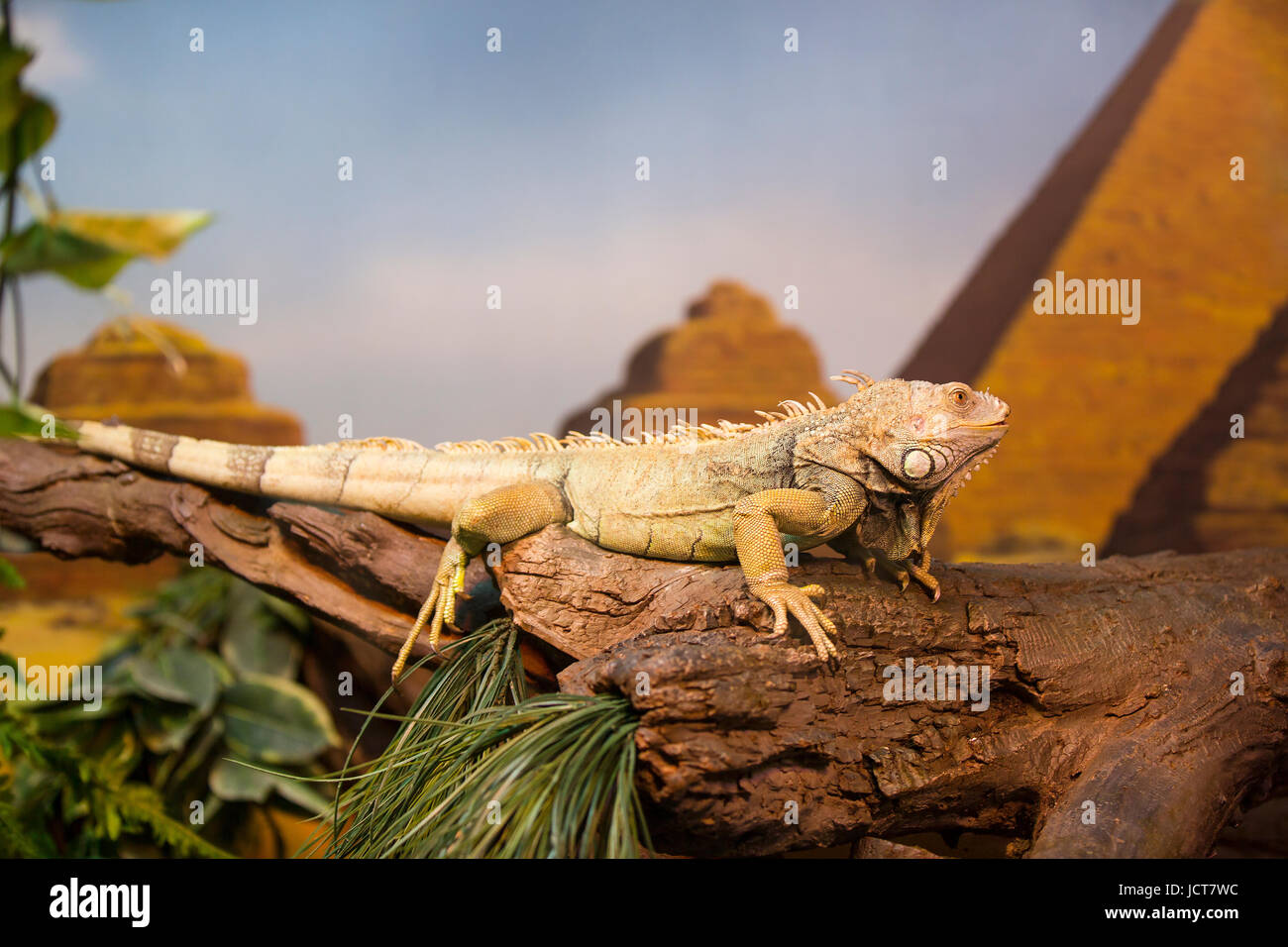Live wild reptiles lizards shot close-up in nature Stock Photo - Alamy