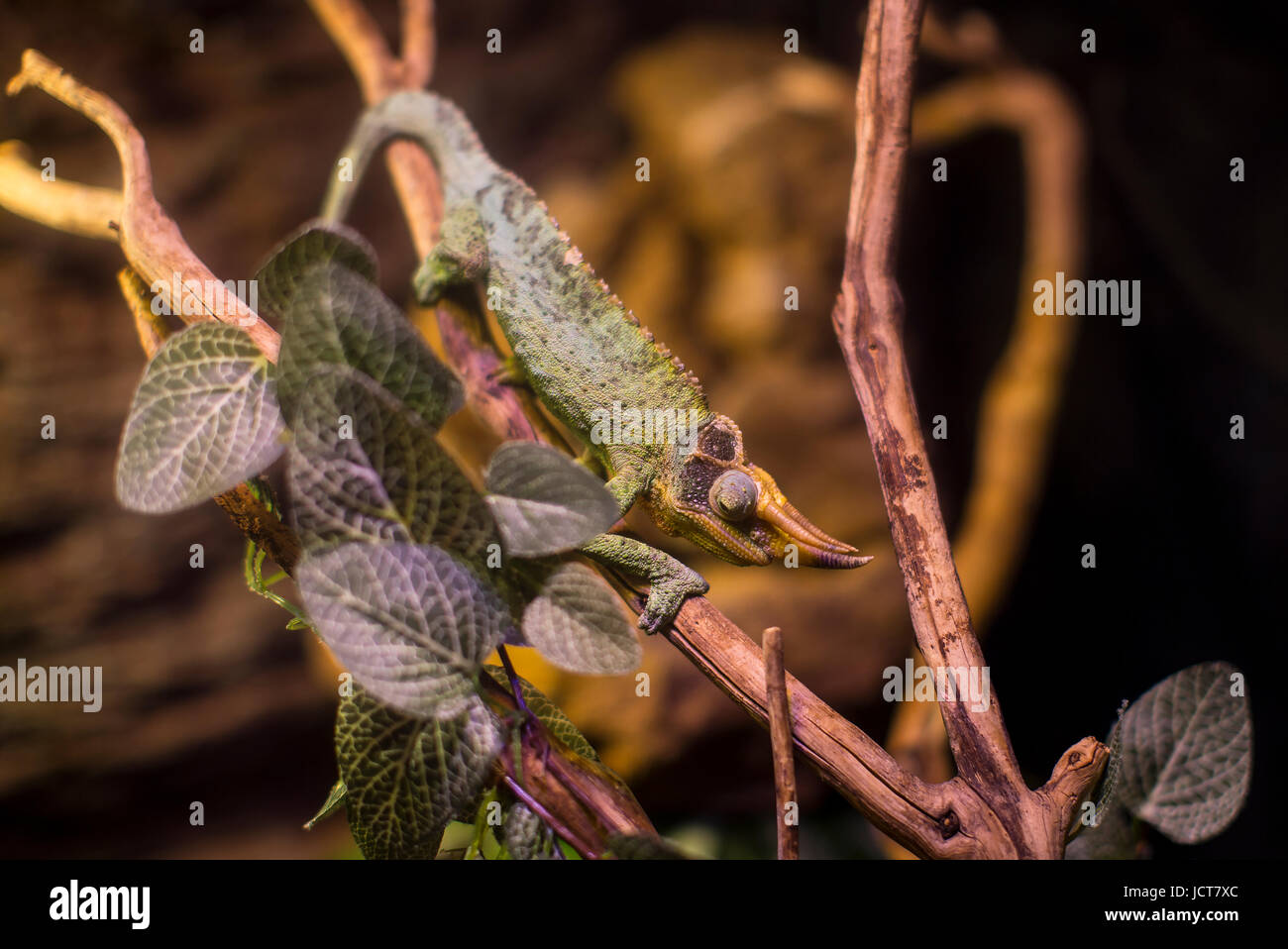 Live wild reptiles lizards shot close-up in nature Stock Photo - Alamy