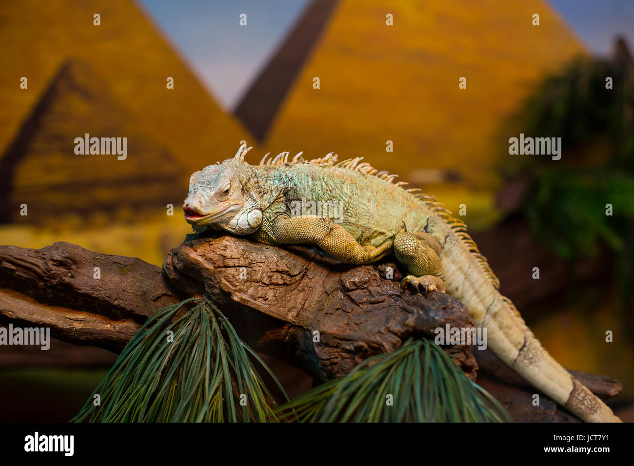 Live wild reptiles lizards shot close-up in nature Stock Photo - Alamy