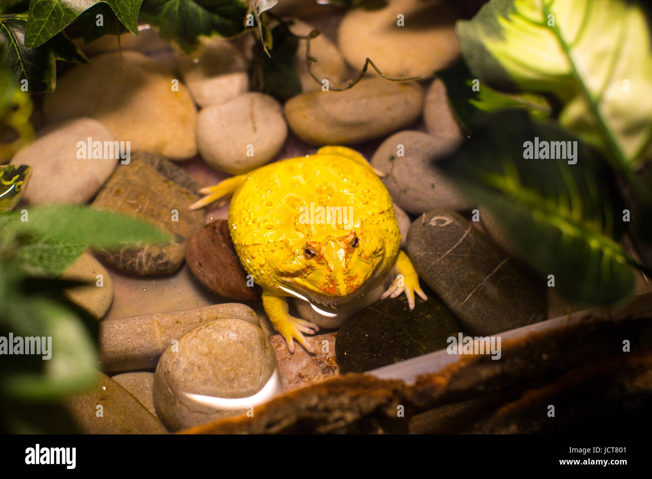 Live wild reptiles lizards shot close-up in nature Stock Photo - Alamy