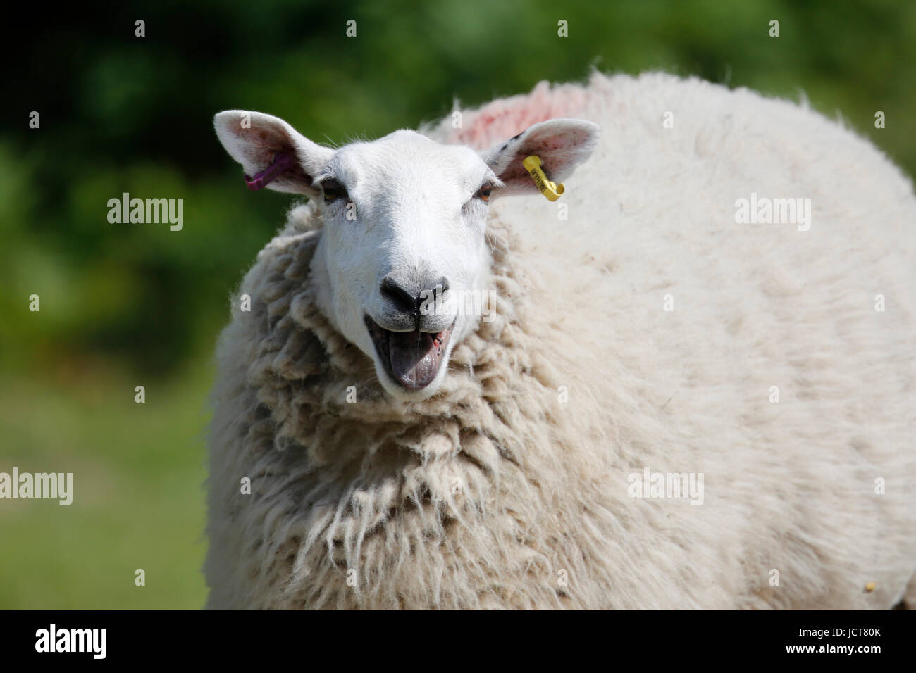 Sheep bleating hi-res stock photography and images - Alamy