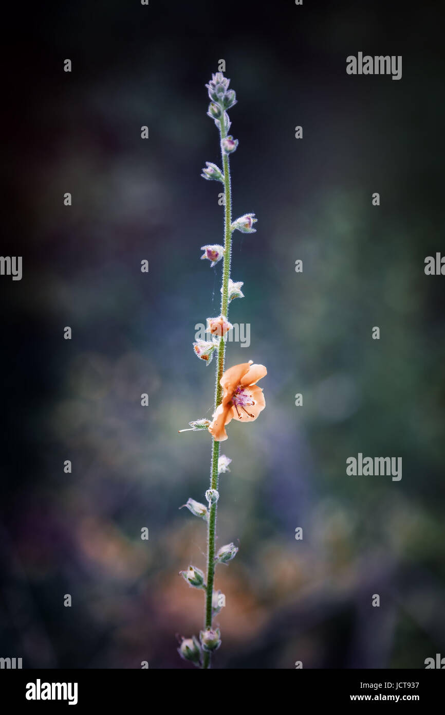 Budding stem hi-res stock photography and images - Alamy