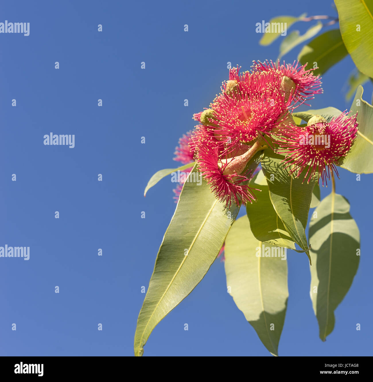 Eucalyptus blossom hi-res stock photography and images - Alamy