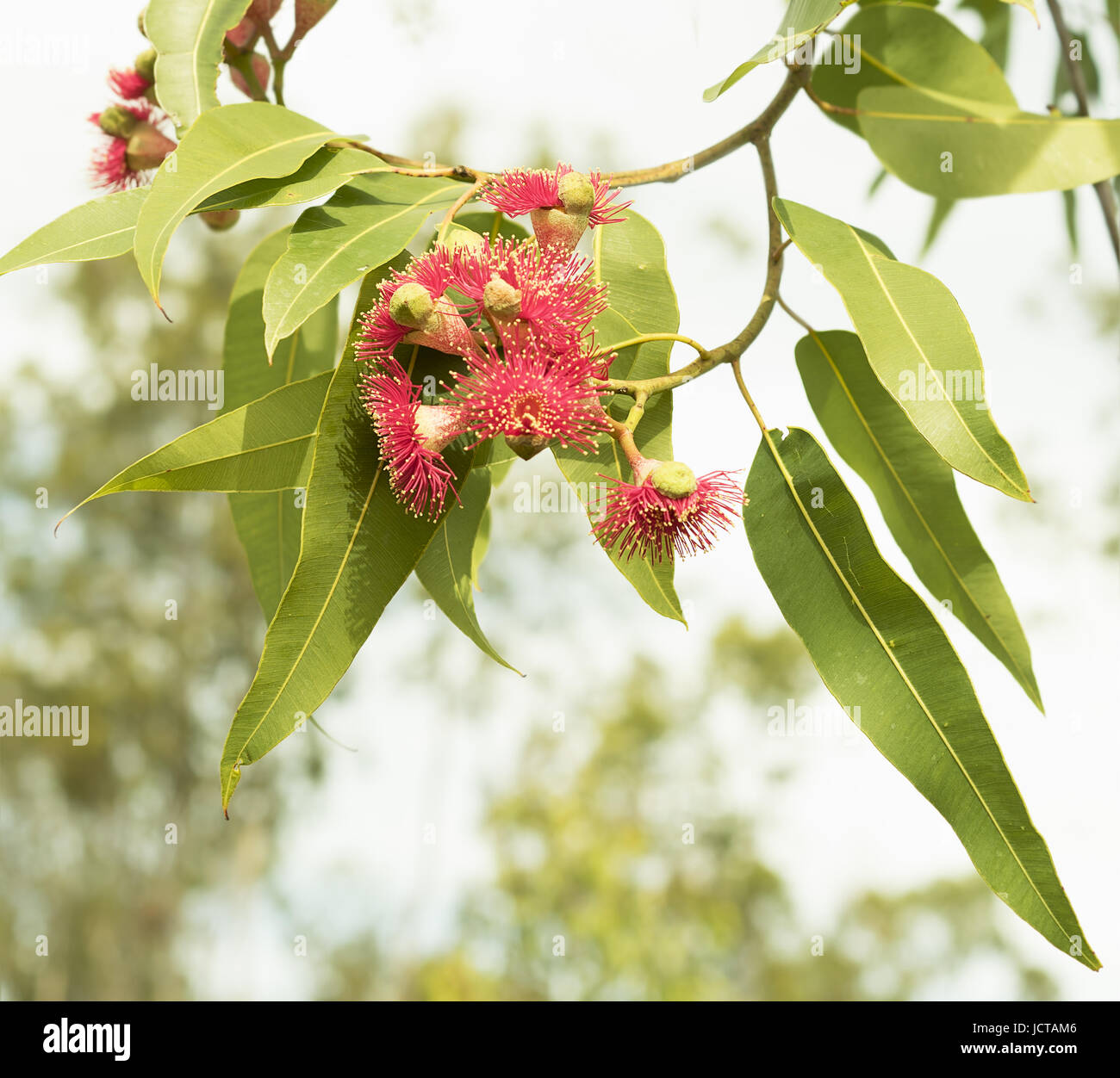 Red wildflowers of Australian eucalyptus gumtree with green gum leaves ...