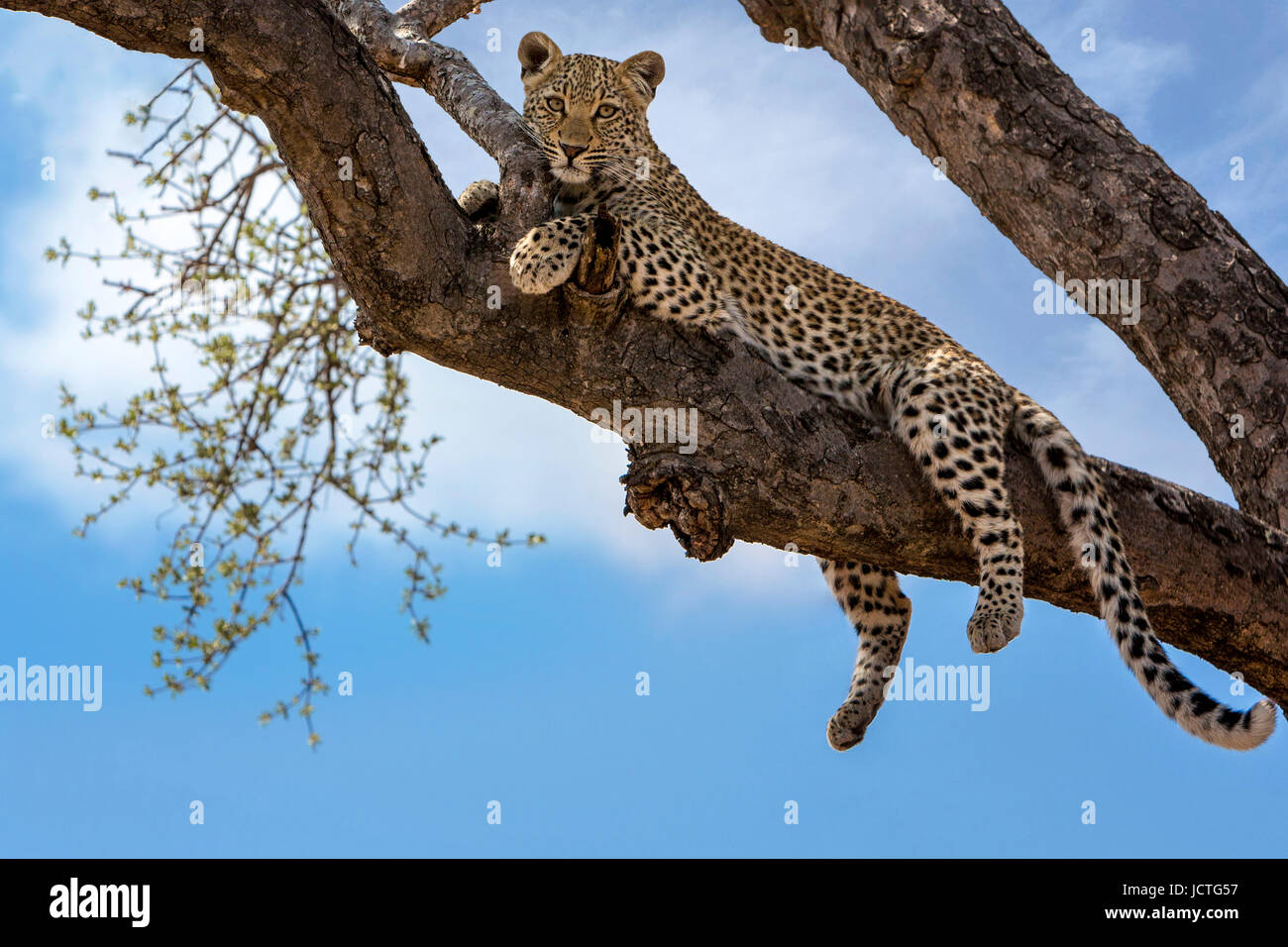 Leopard cub in a tree, South Africa Stock Photo - Alamy