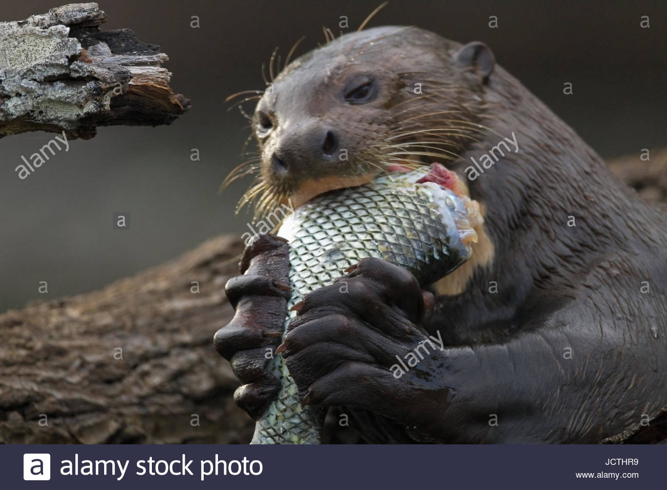 Otter Eating A Fish High Resolution Stock Photography and Images - Alamy