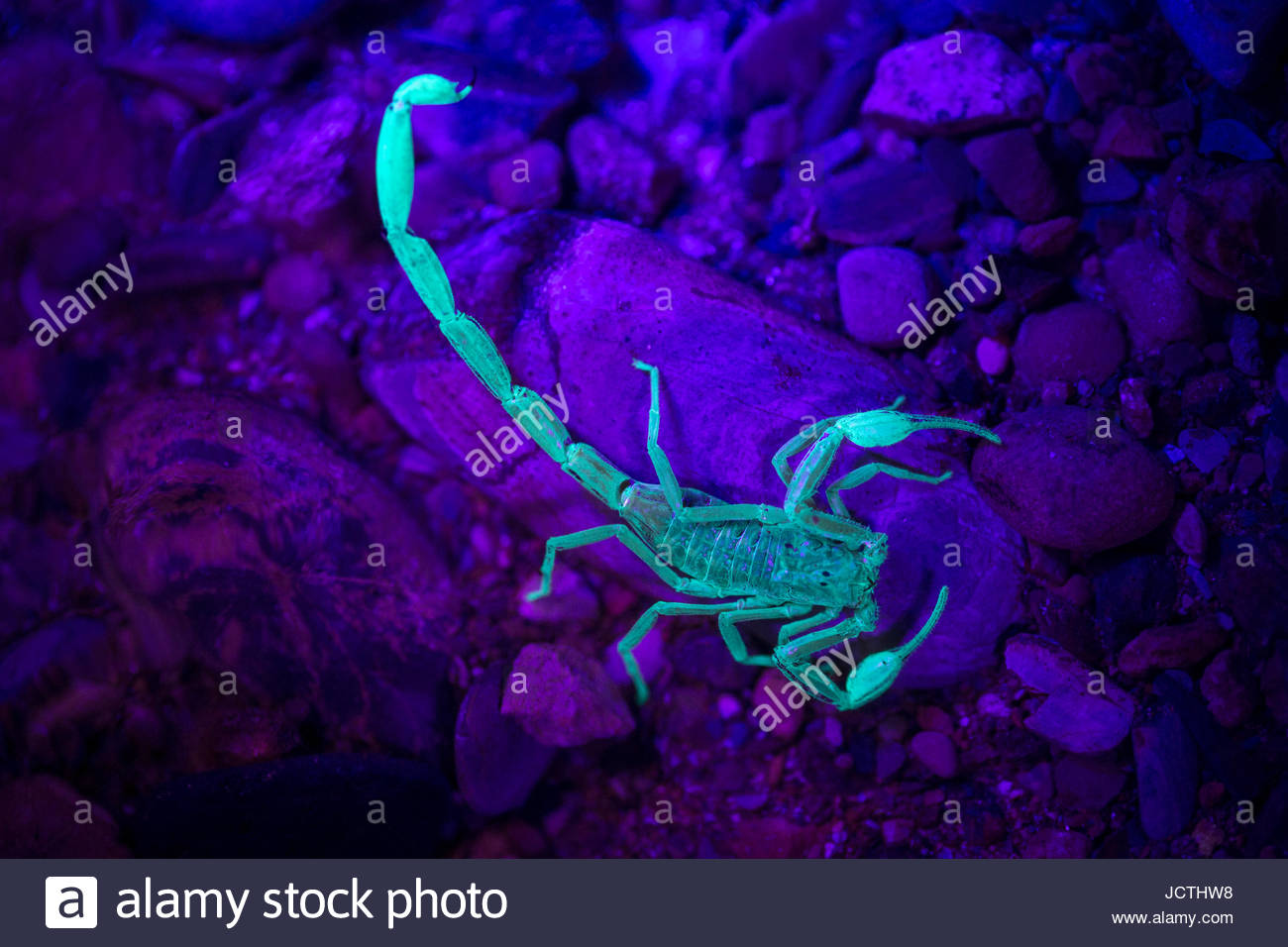 Ultraviolet Photography High Resolution Stock Photography and Images ...