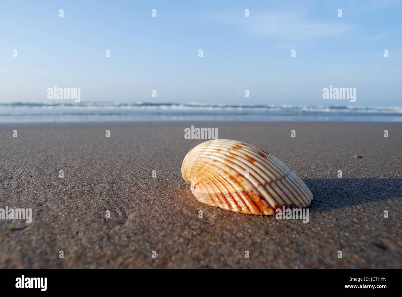 A large shell sits above the tide line after it was washed up from the ...