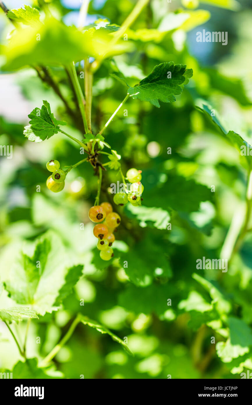 Hanging berries hi-res stock photography and images - Alamy