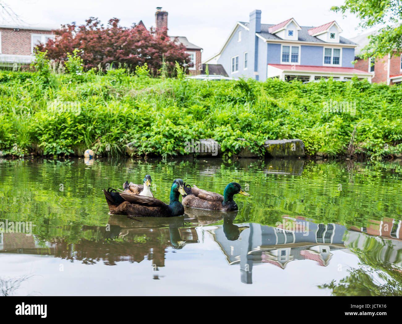 Three green ducks swimming in calm Carroll Creek in Frederick, Maryland ...
