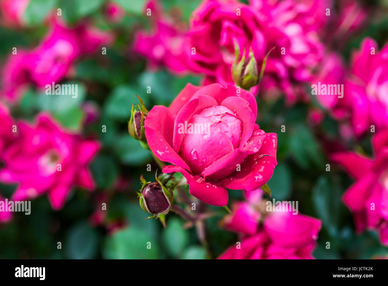 Closed Roses High Resolution Stock Photography and Images - Alamy