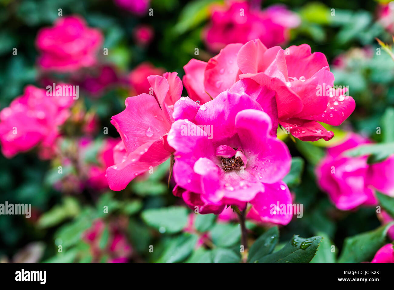Open red roses hi-res stock photography and images - Alamy