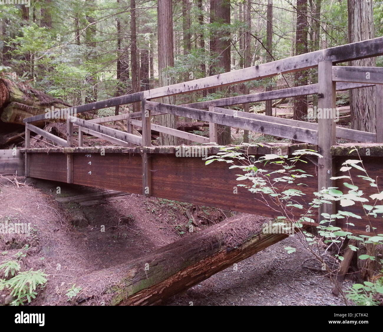 Redwood tree and water hi-res stock photography and images - Alamy